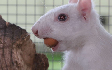 White Squirrels of Olney | Enjoy Illinois