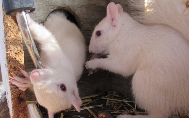 White Squirrels of Olney | Enjoy Illinois