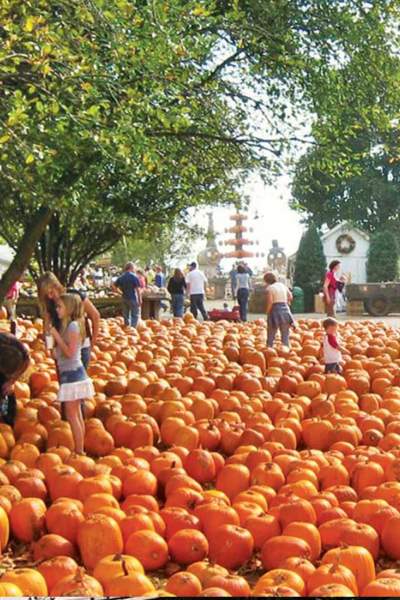 Illinois Best Pumpkin Patches | Enjoy Illinois