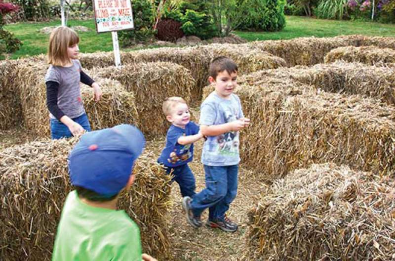 Illinois Best Pumpkin Patches | Enjoy Illinois
