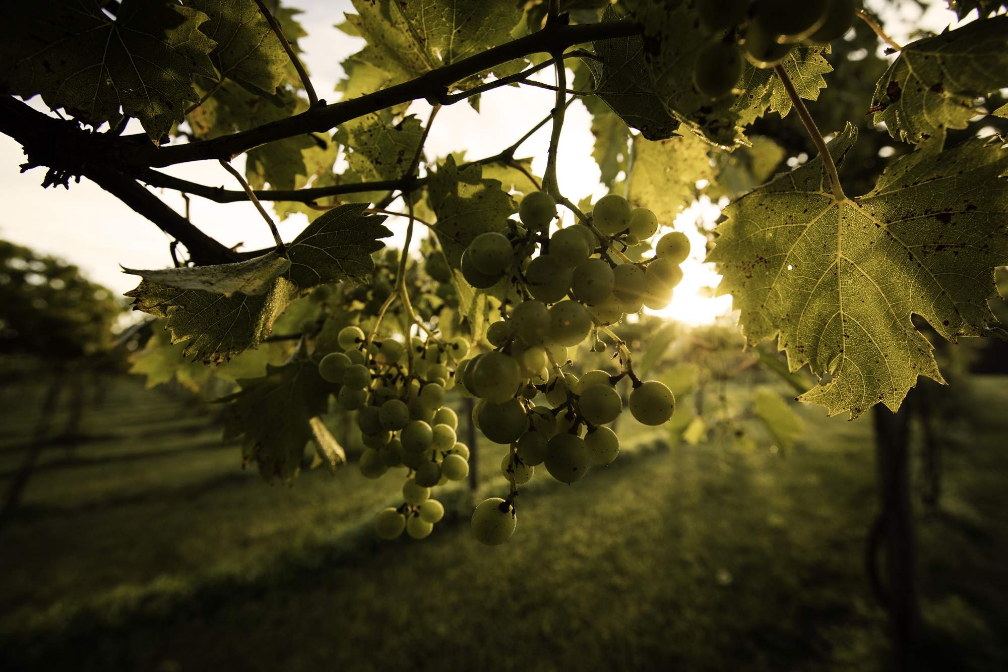 Autumn Harvest at Illinois Wineries | Enjoy Illinois