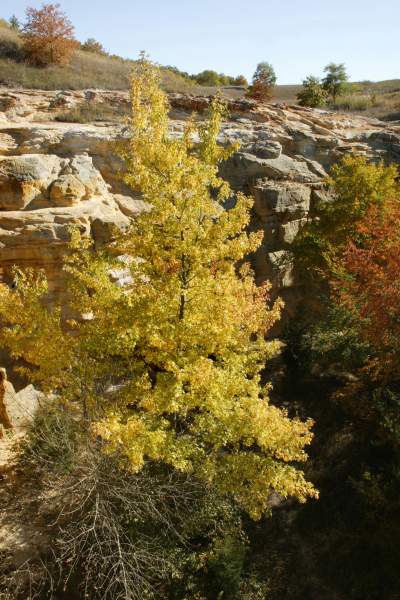 Buffalo Rock State Park: Your Guide | Enjoy Illinois