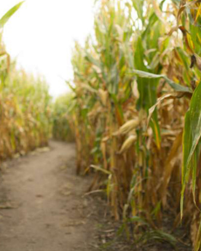 Must-Do Fall Activities in Illinois | Enjoy Illinois