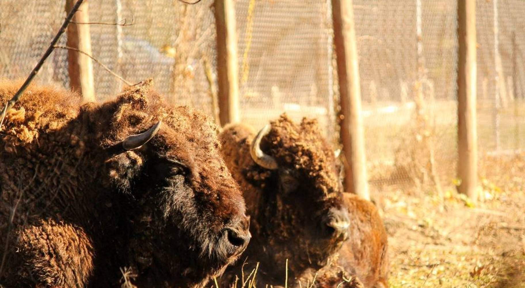 Buffalo Rock State Park: Your Guide | Enjoy Illinois