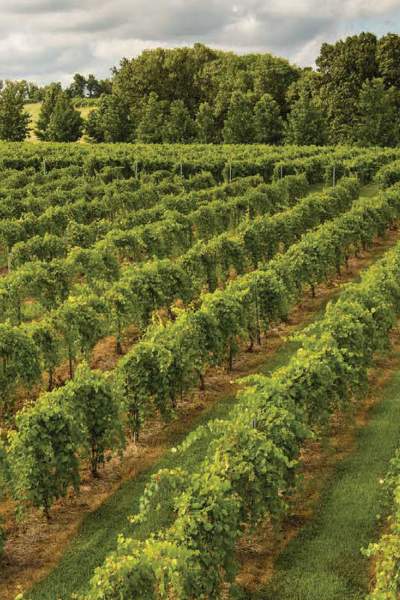 Raise a Glass, Illinois | Enjoy Illinois