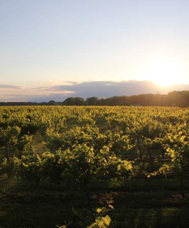Illinois Wineries & Vineyards | Enjoy Illinois
