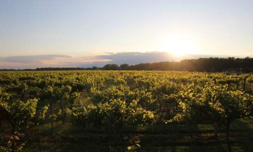Illinois Wineries & Vineyards | Enjoy Illinois