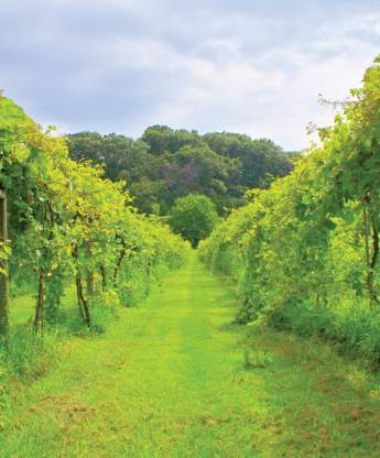 Illinois Wineries & Vineyards | Enjoy Illinois