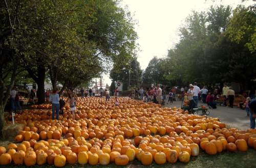 The Great Pumpkin Patch | Enjoy Illinois