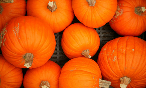 Fall in Illinois | Enjoy Illinois