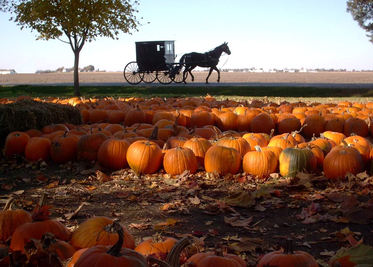 The Great Pumpkin Patch in Arthur | Enjoy Illinois