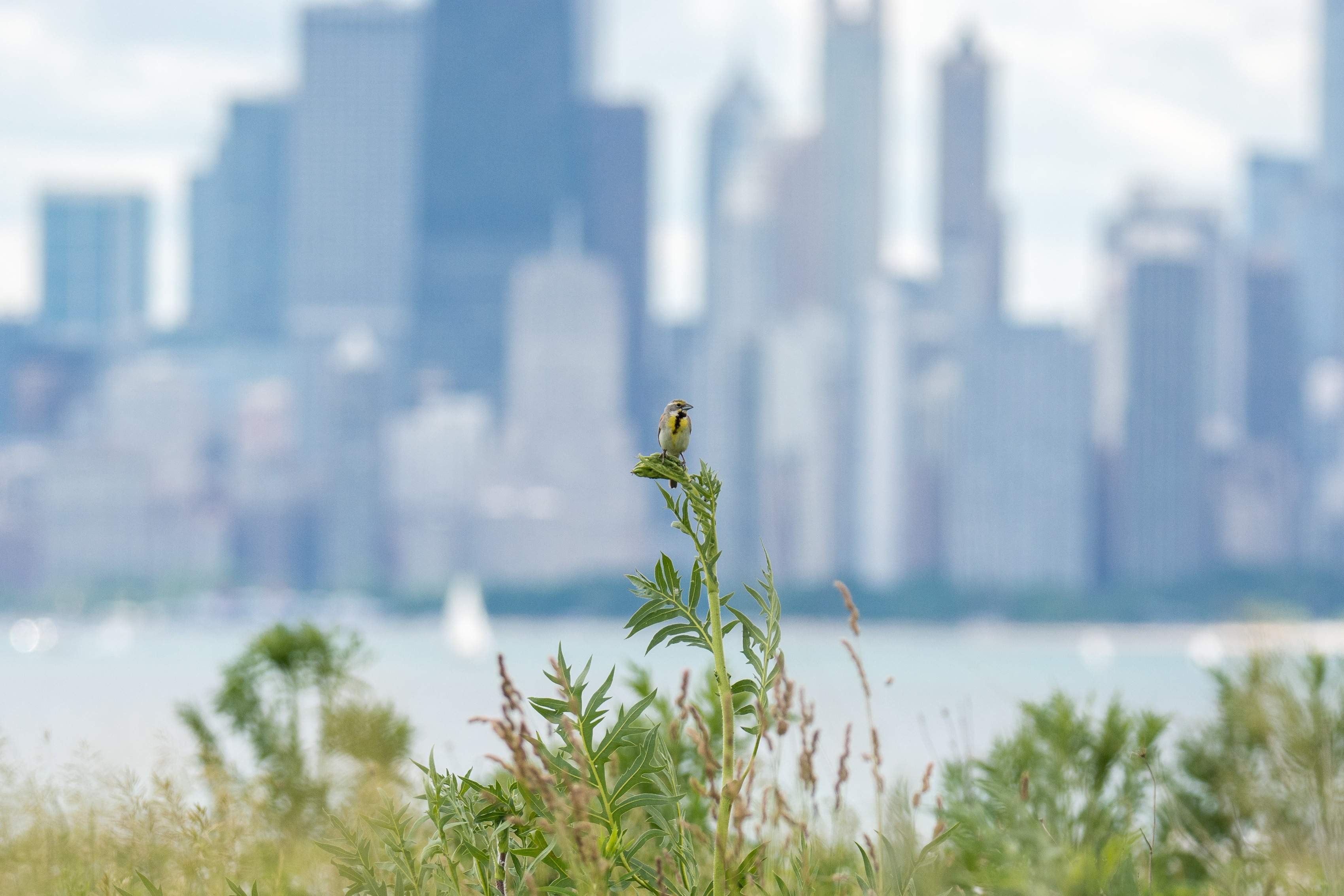 Bird Watching in Chicago | Enjoy Illinois