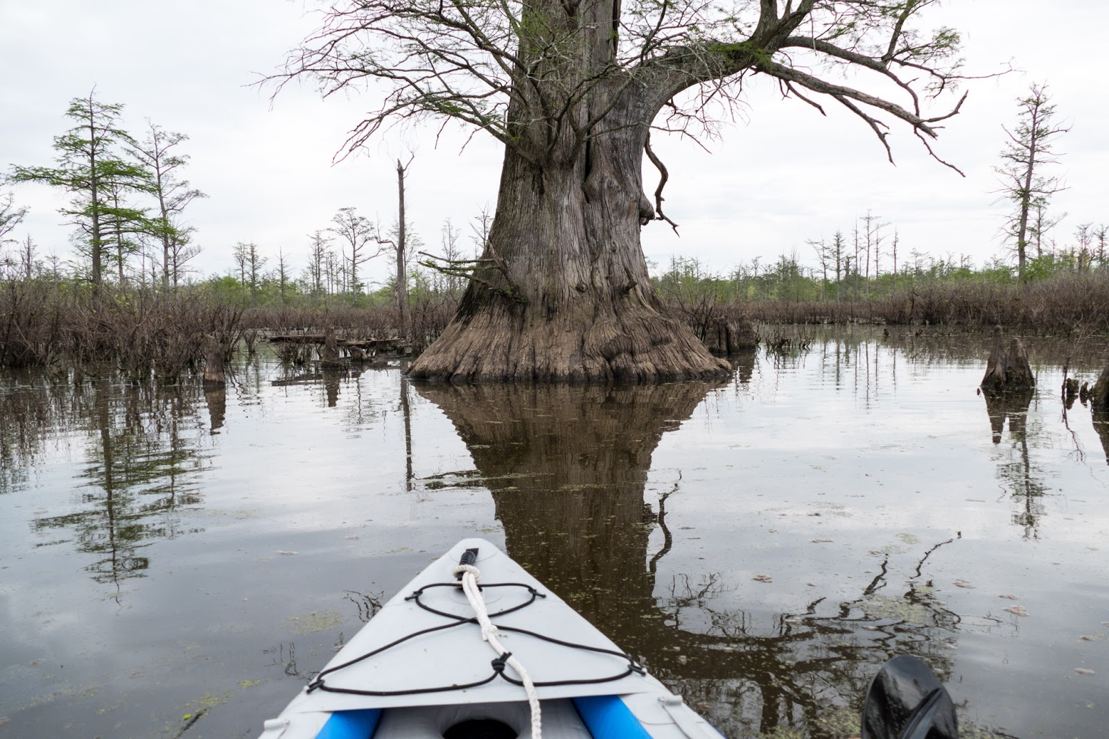 Cache River Wetlands – Illinois’ Hidden Bayou | Enjoy Illinois