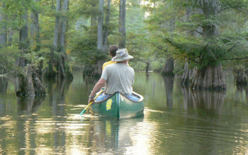 Cache River Wetlands – Illinois’ Hidden Bayou | Enjoy Illinois