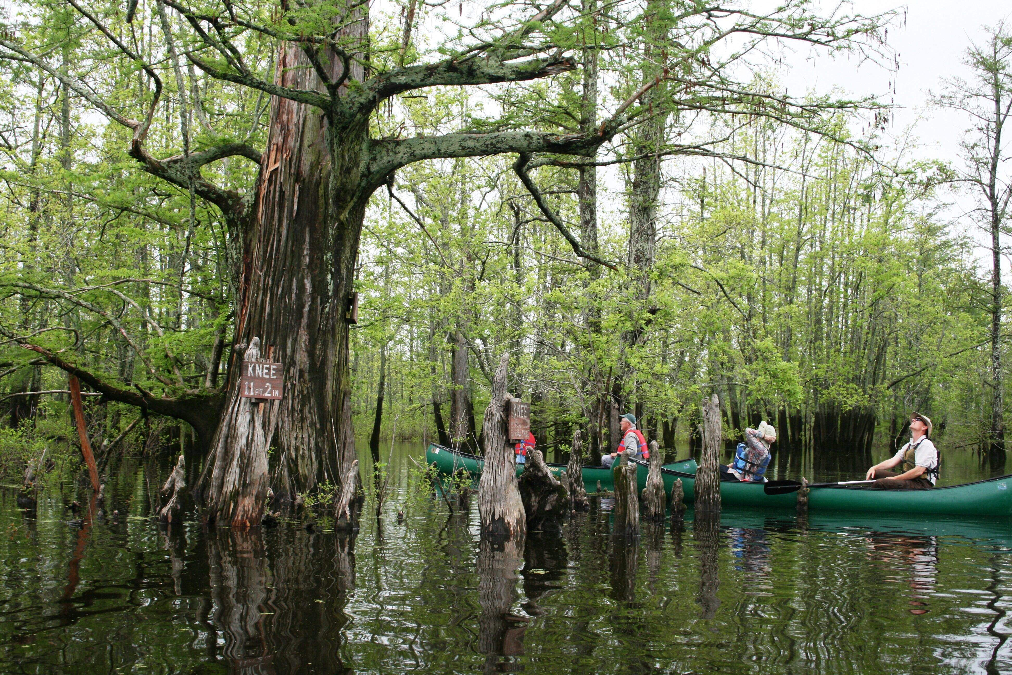 Cache River Wetlands – Illinois’ Hidden Bayou | Enjoy Illinois