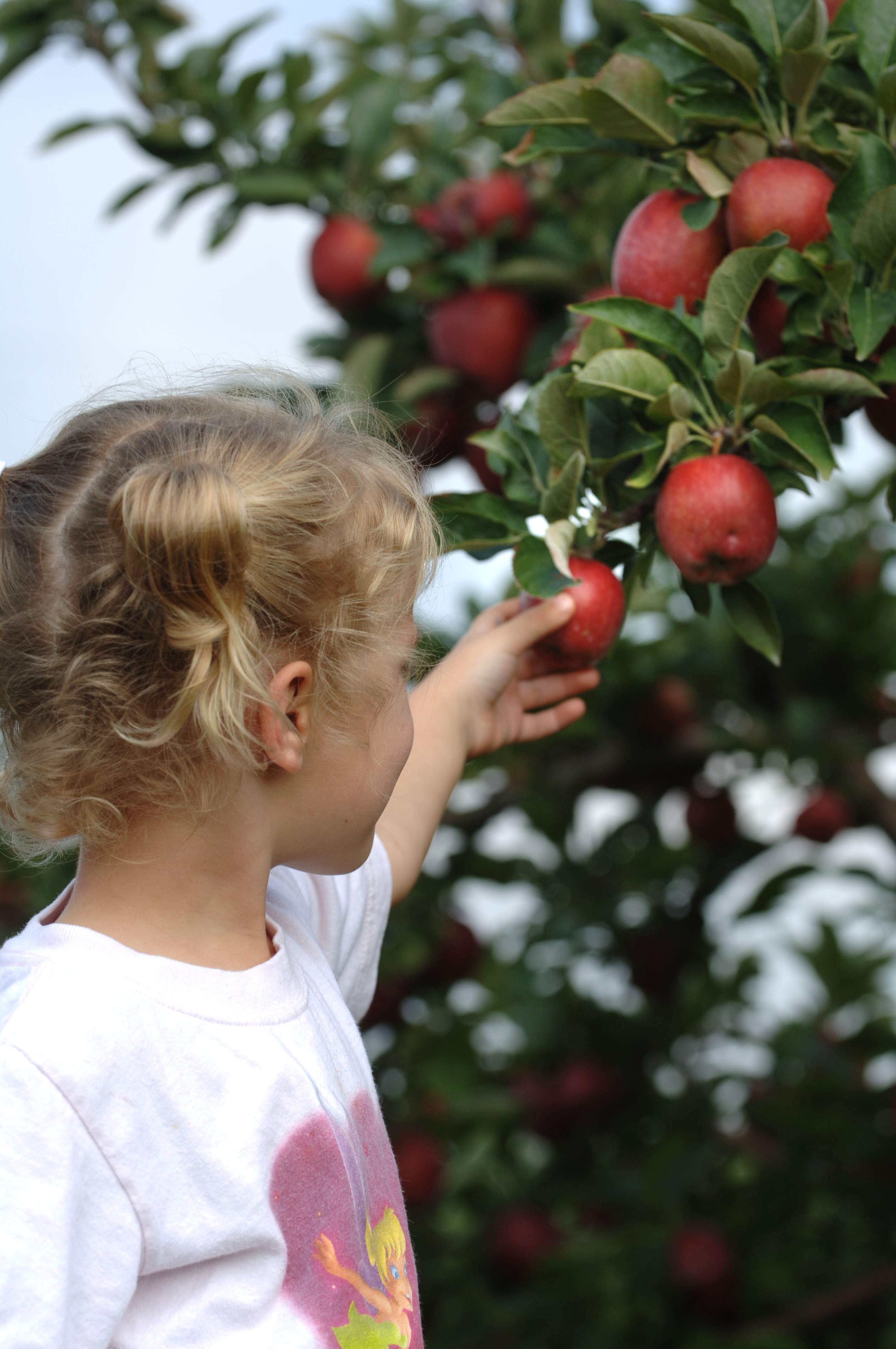 Fresh Picks: Apple Picking in Illinois | Enjoy Illinois