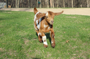 World Animal Day in Illinois | Enjoy Illinois