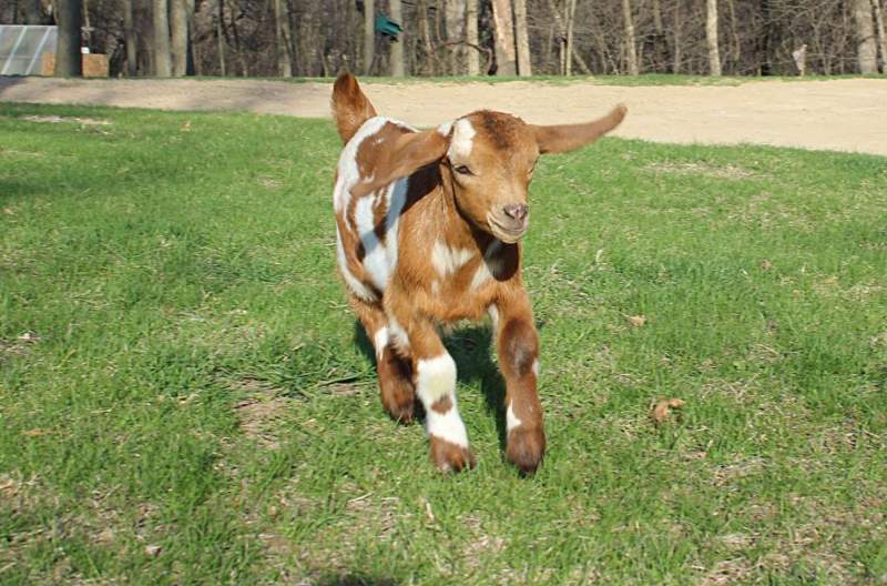 World Animal Day in Illinois | Enjoy Illinois
