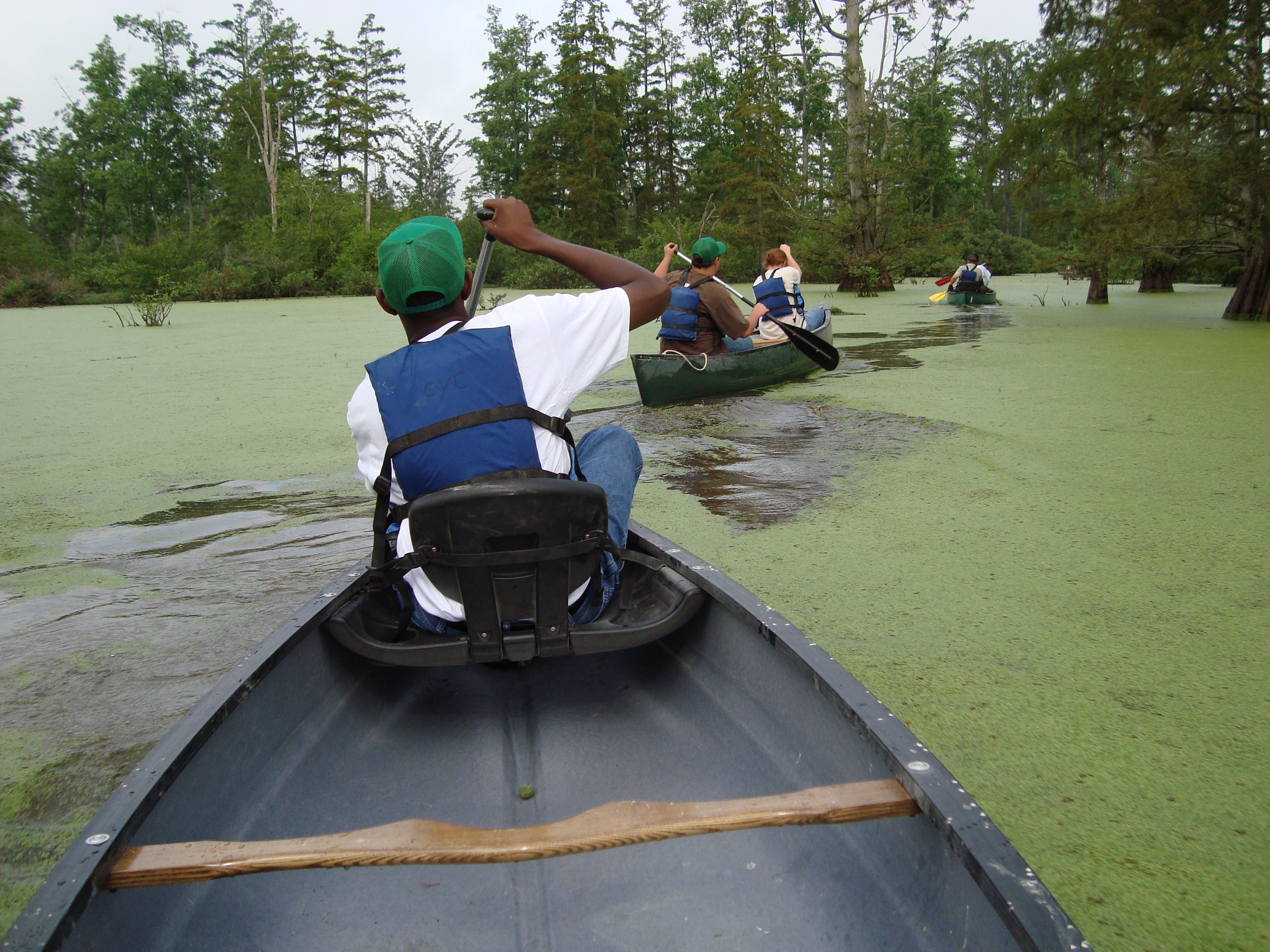 Cache River Wetlands – Illinois’ Hidden Bayou | Enjoy Illinois