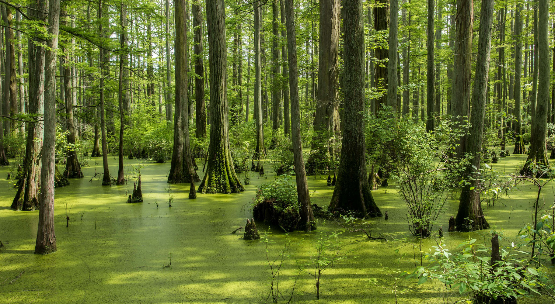 7 Ways to Celebrate Earth Day in Illinois | Enjoy Illinois