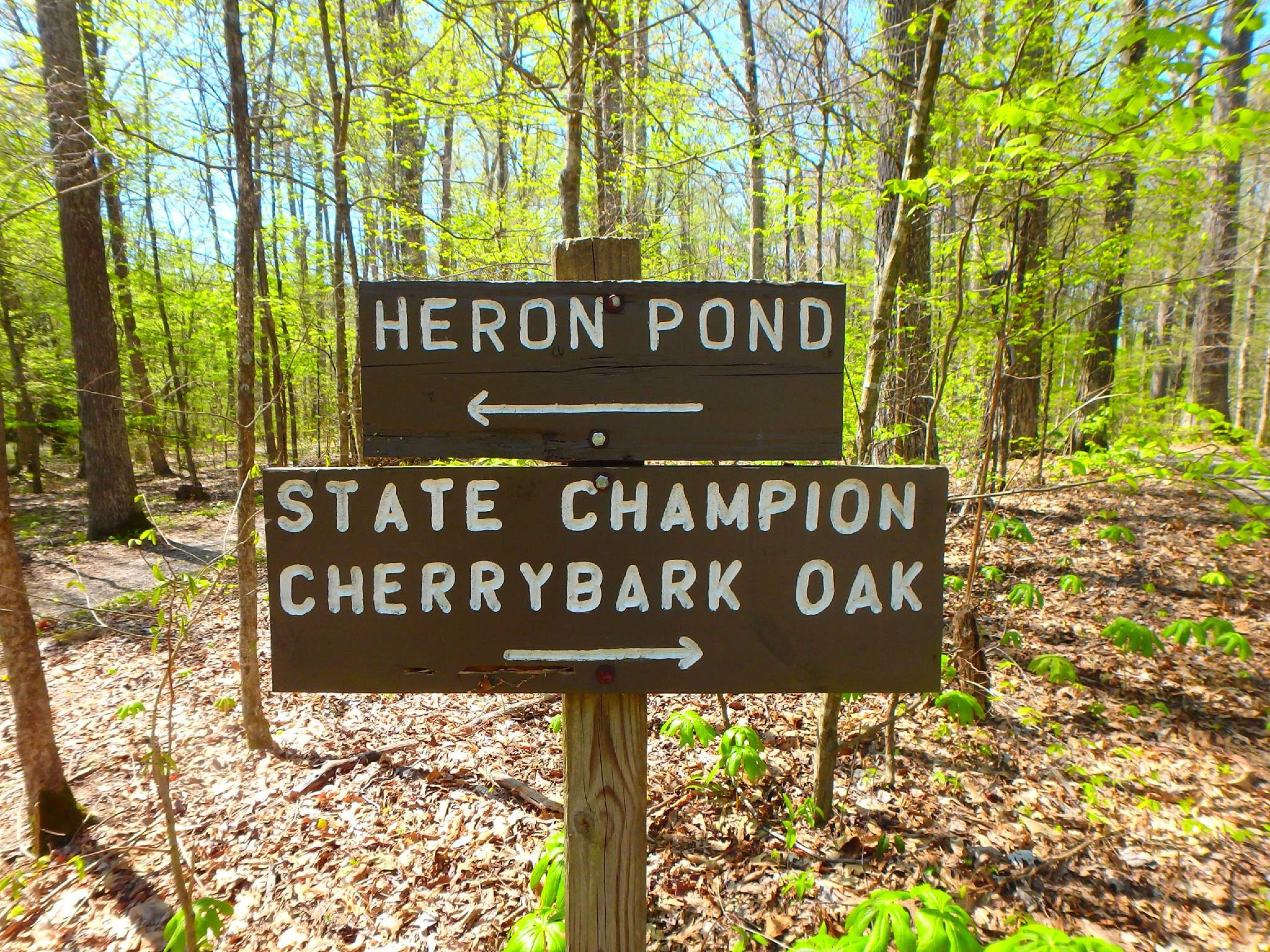 Cache River Wetlands – Illinois’ Hidden Bayou | Enjoy Illinois