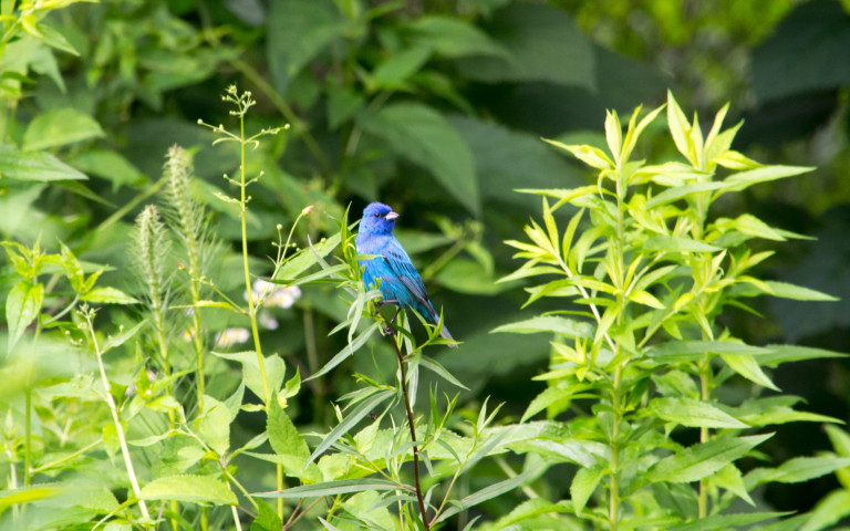 Bird Watching in Chicago | Enjoy Illinois