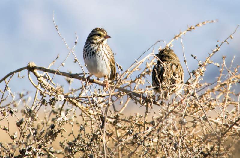 Bird Watching in Chicago | Enjoy Illinois